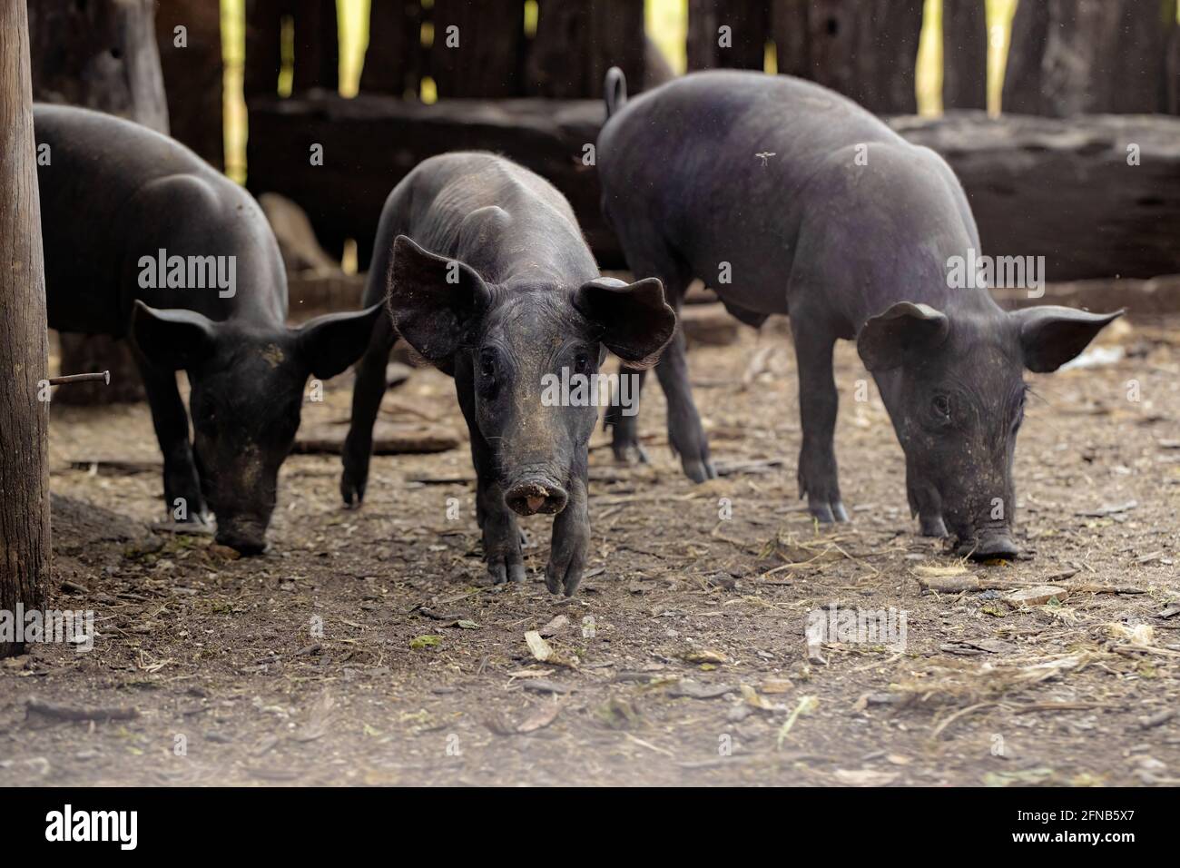 Black pig bred in farm sty with selective focus Stock Photo - Alamy