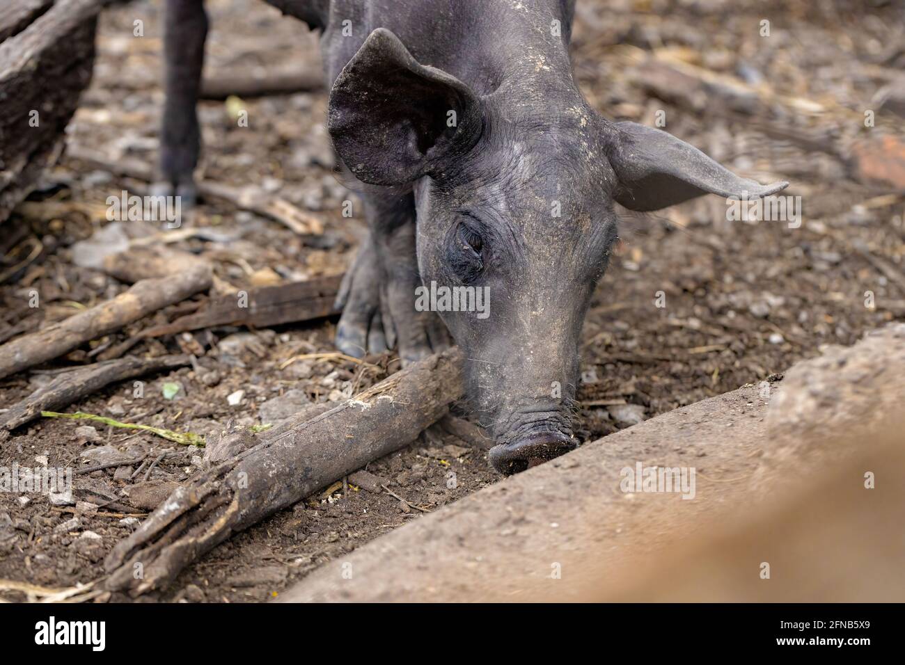 Yorkshire Pigs Pigs And Yucatan