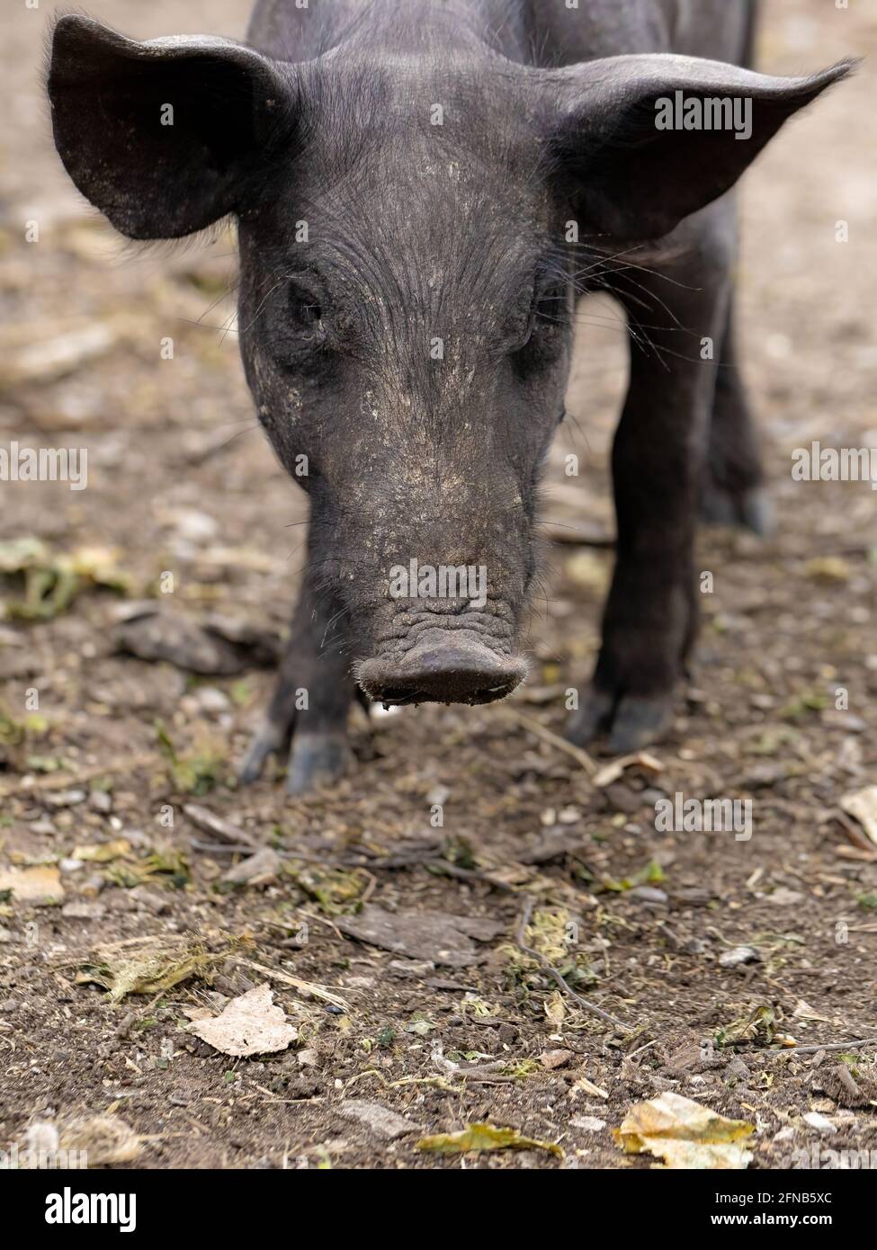 Black pig bred hi-res stock photography and images - Alamy