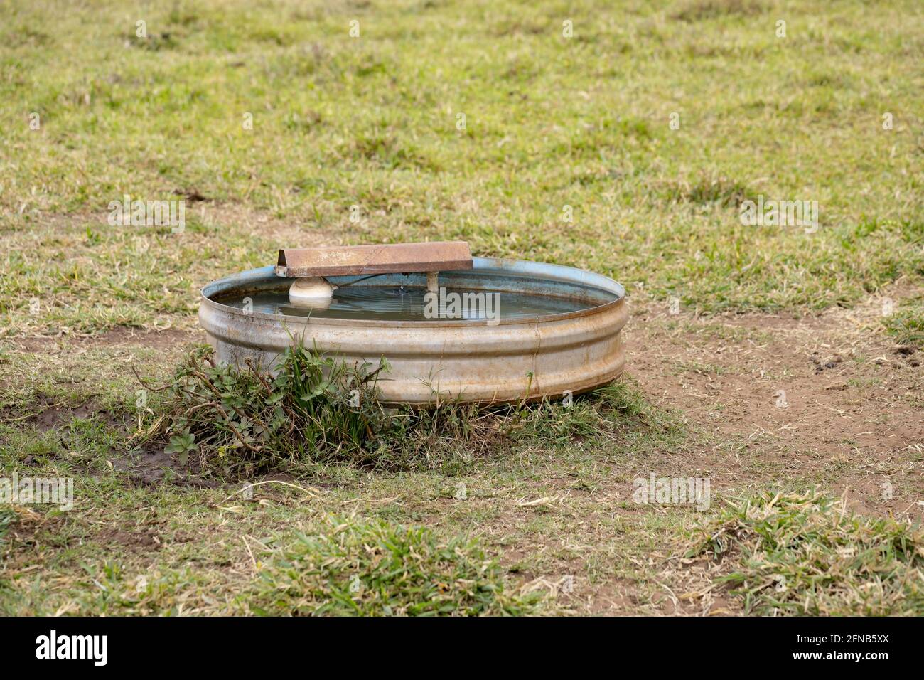 Metal cow waterer with water for cattle in a pasture field on a farm ...
