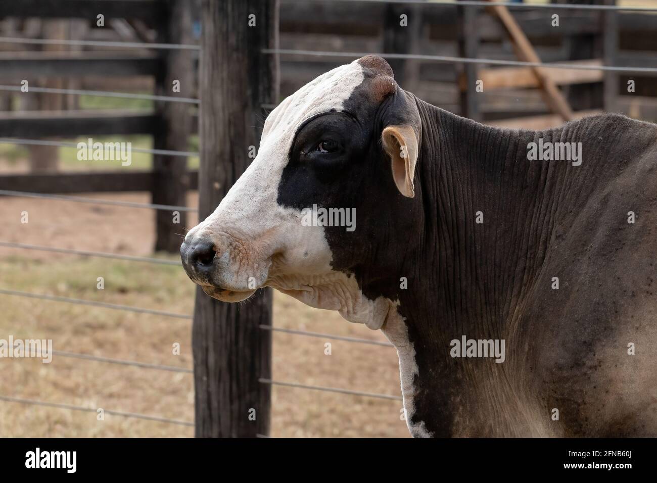Farm corral hi-res stock photography and images - Alamy