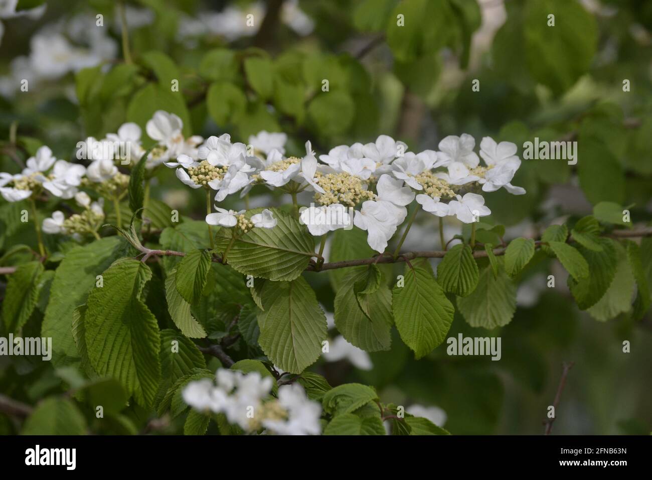 Japanese hawthorn hi-res stock photography and images - Alamy