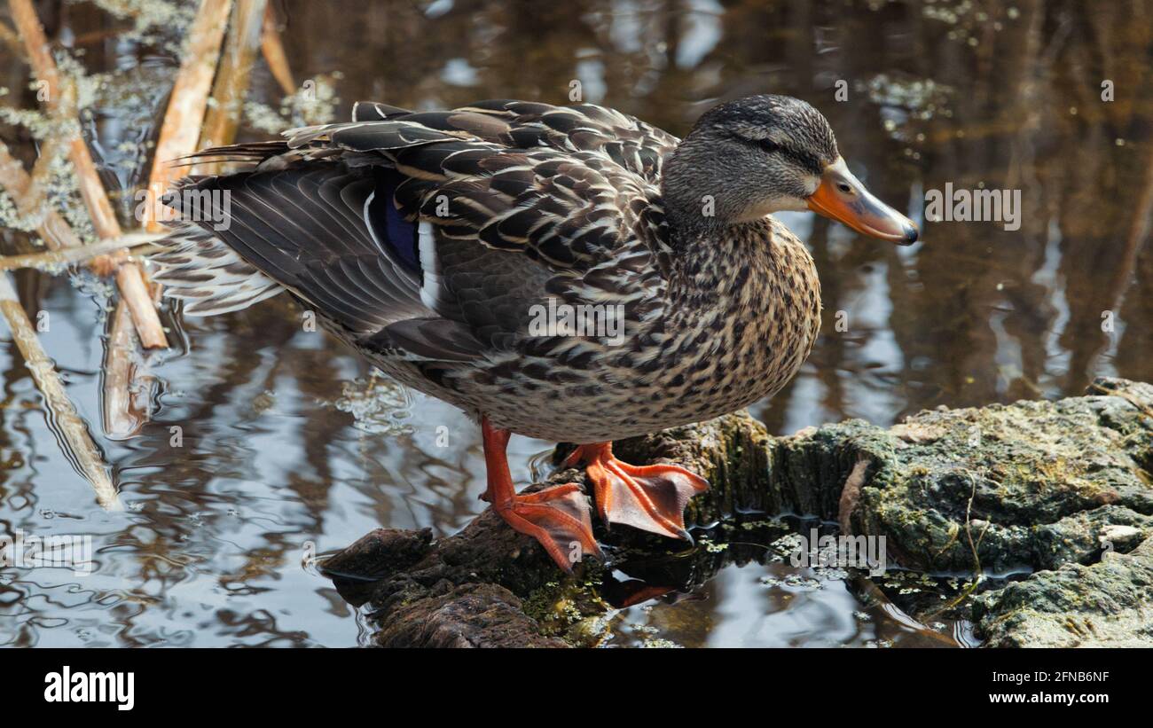 A female mallard duck hanging out on a stump that's sticking out of the ...