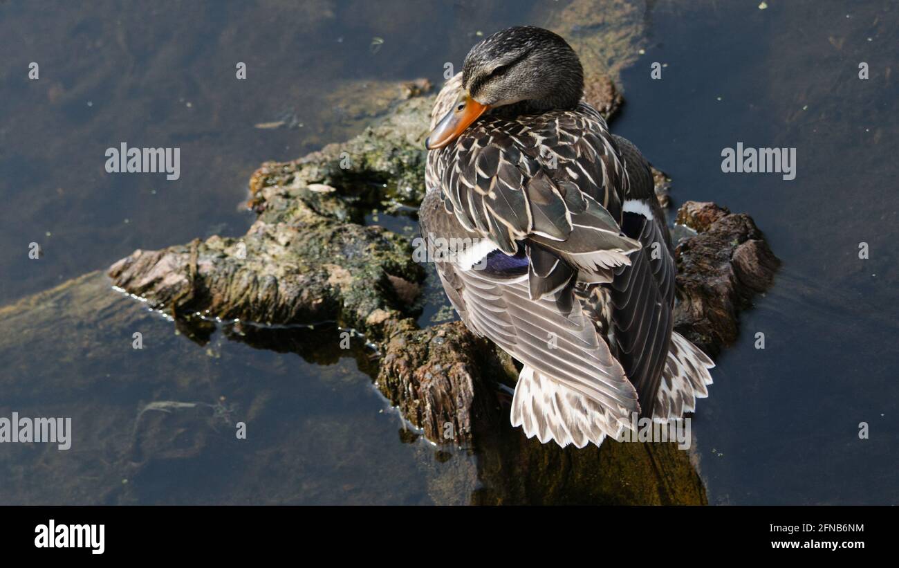 A female mallard duck hanging out on a log that's sticking out of the ...