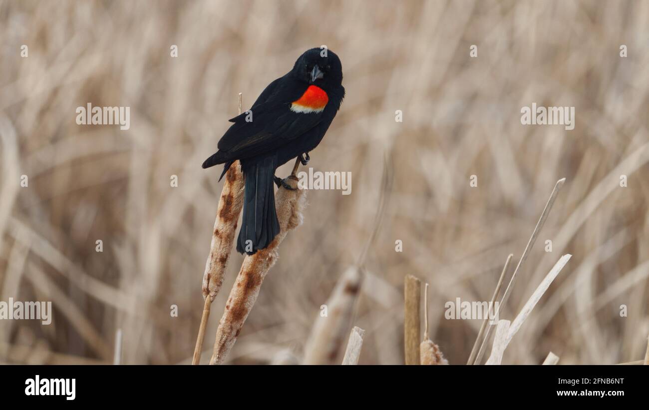 Flying crow branches orange hi-res stock photography and images - Alamy