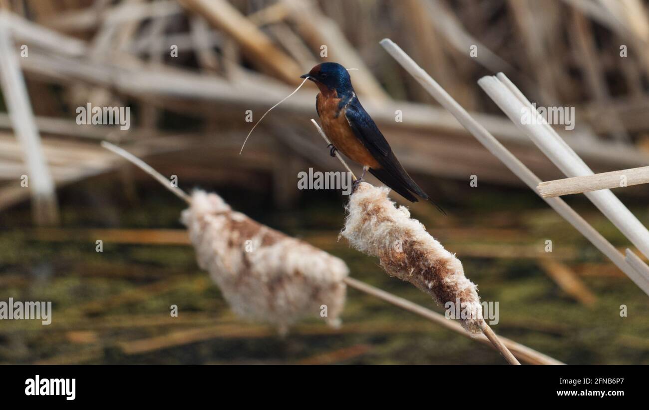 A barn swallow sitting on a cattail reed with a piece of grass in its ...