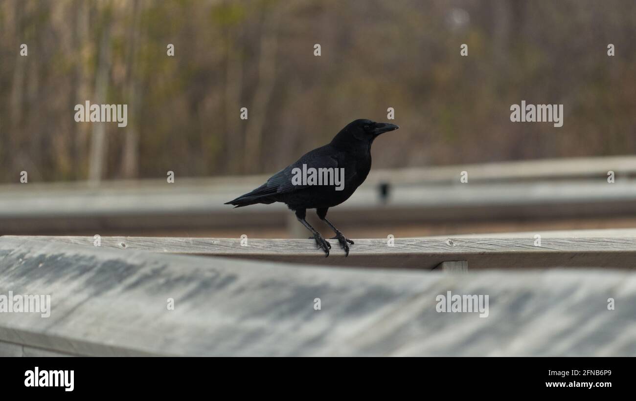 A black crow on the wooden railing lining the boardwalk at the Lois ...