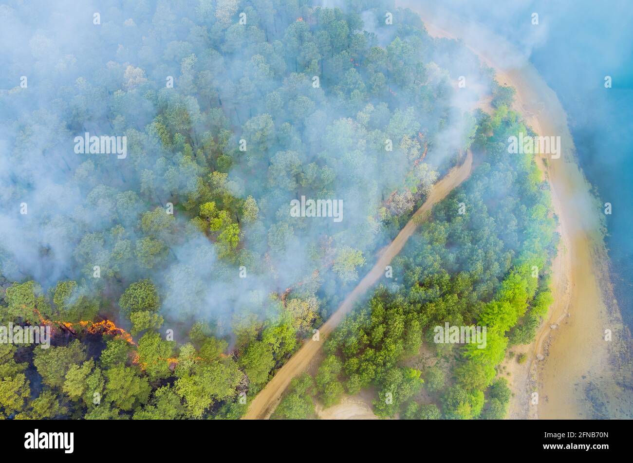 A smoke coming from a trees on fire in the forest Stock Photo - Alamy