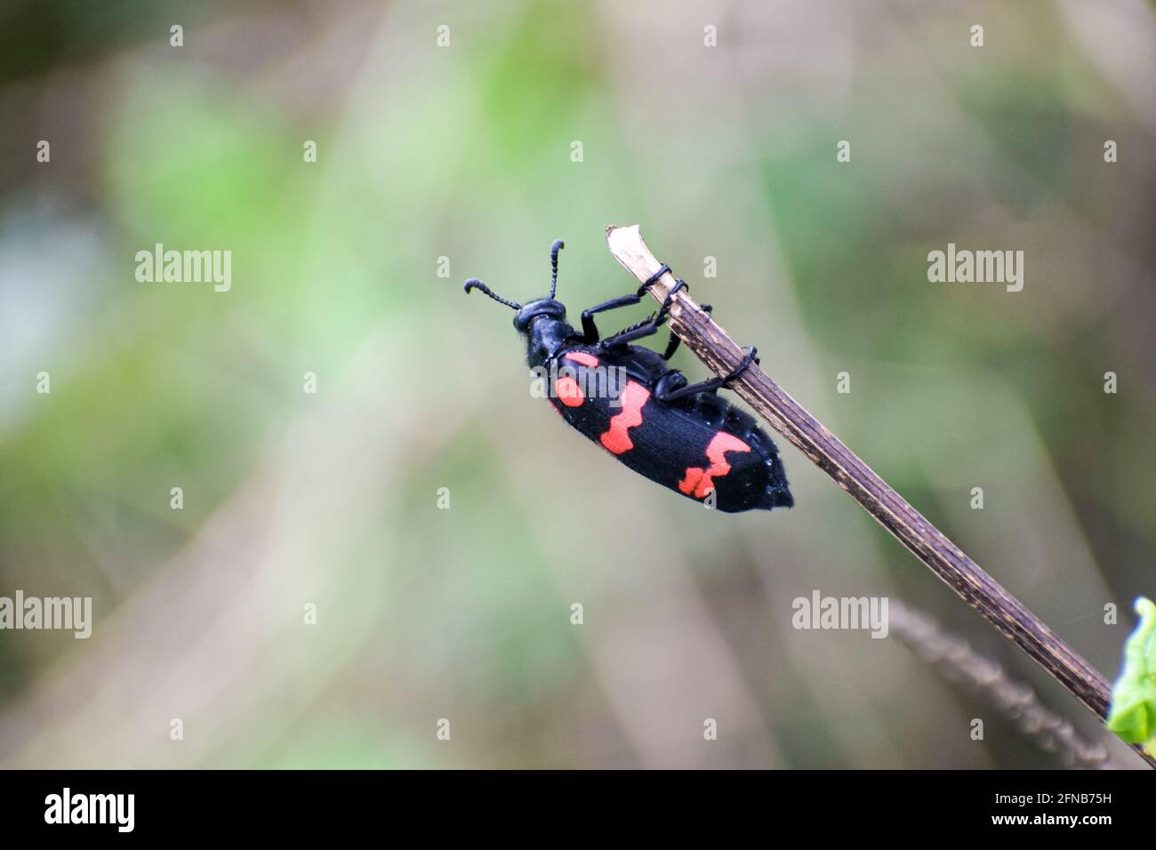 A closeup of a black bug with beautiful red patterns holding on to a ...