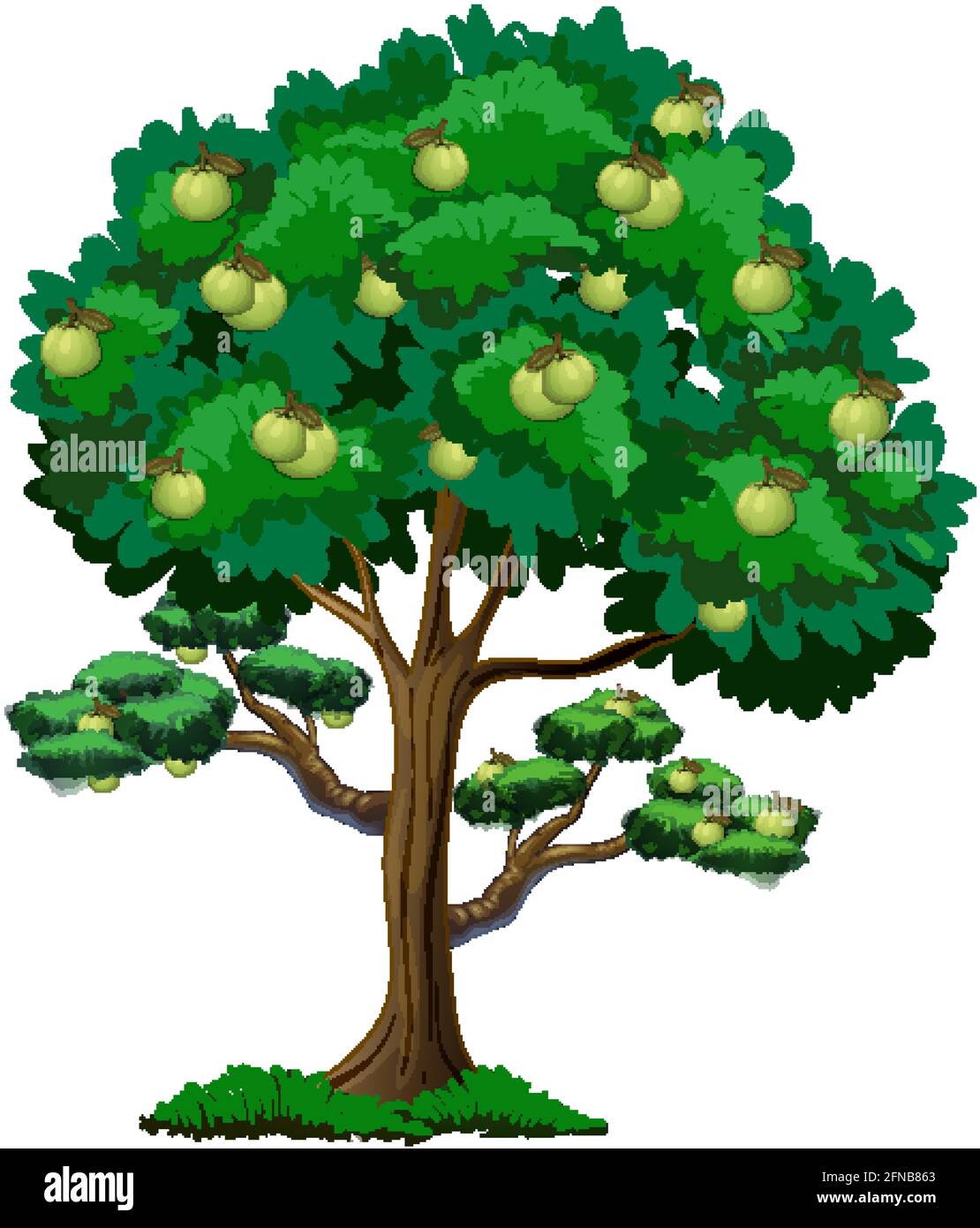 Guava fruit tree isolated on white background illustration Stock Vector ...