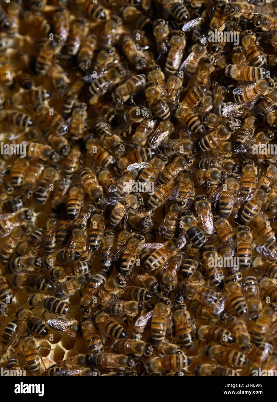 Buckfast bees hi-res stock photography and images - Alamy