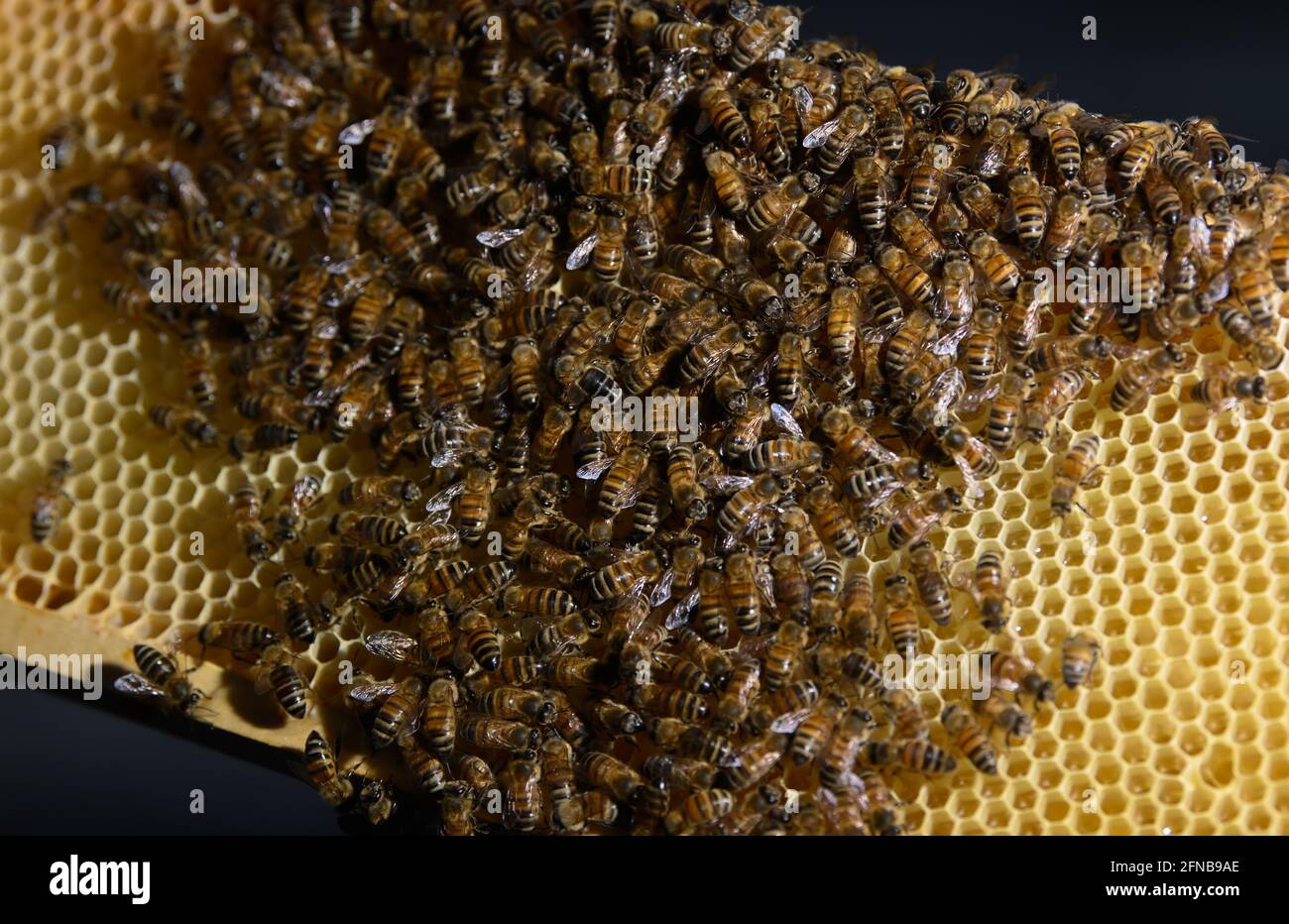 Buckfast bees hi-res stock photography and images - Alamy