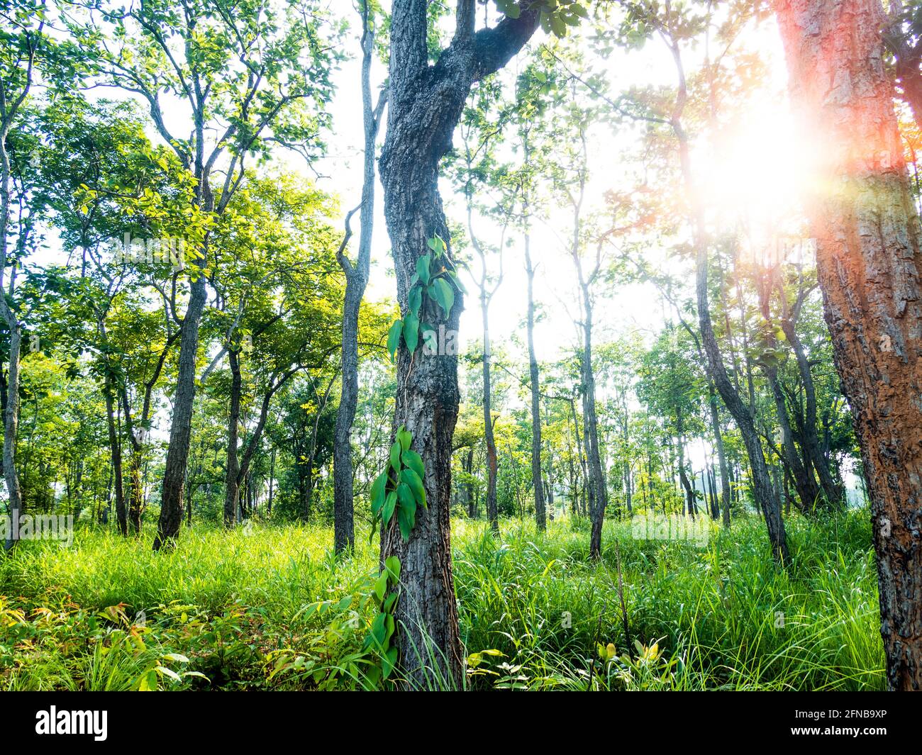 close up forest scape at sunrise day Stock Photo - Alamy