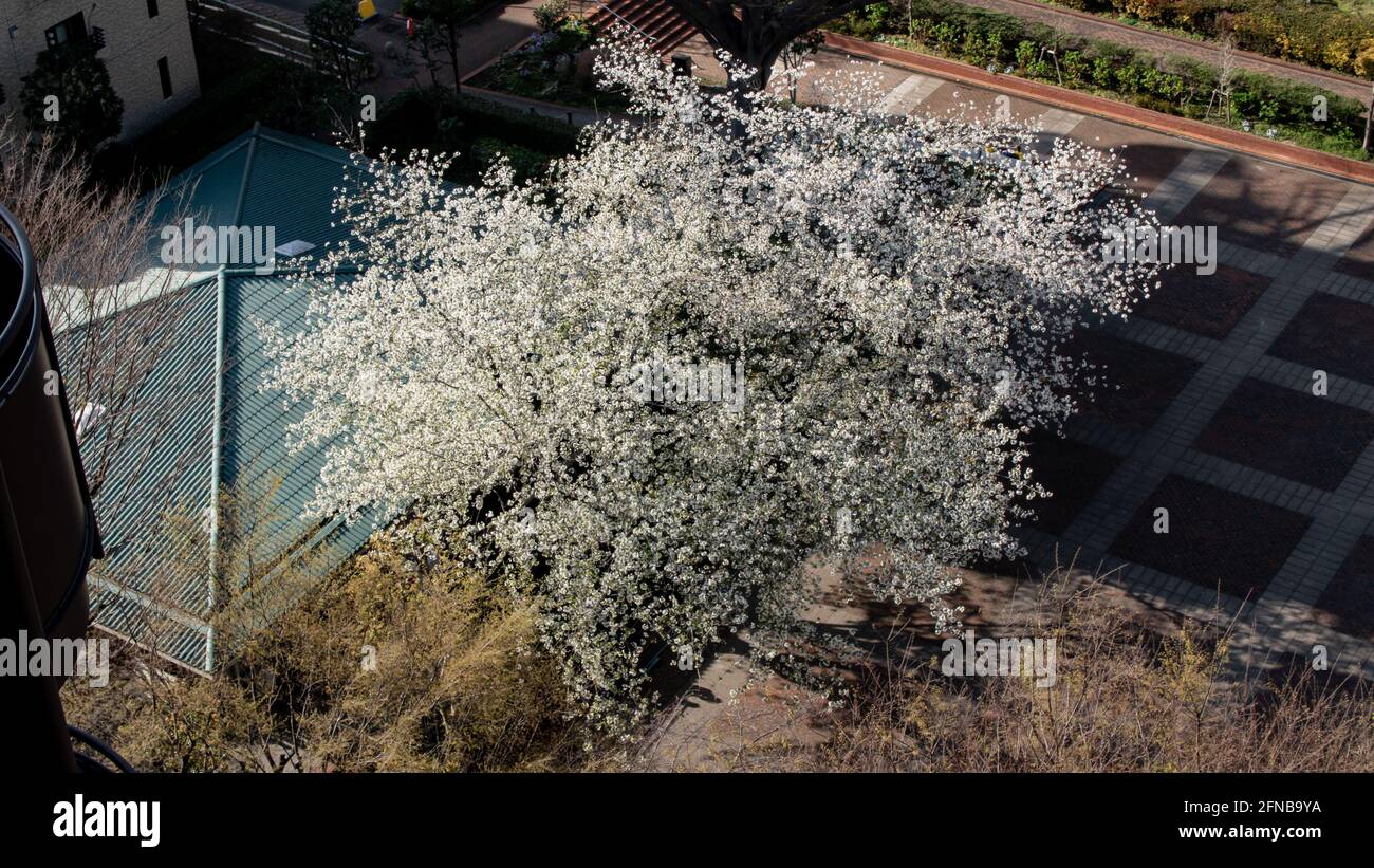 Low angle shot of white cherry blossom sakura trees isolated against ...