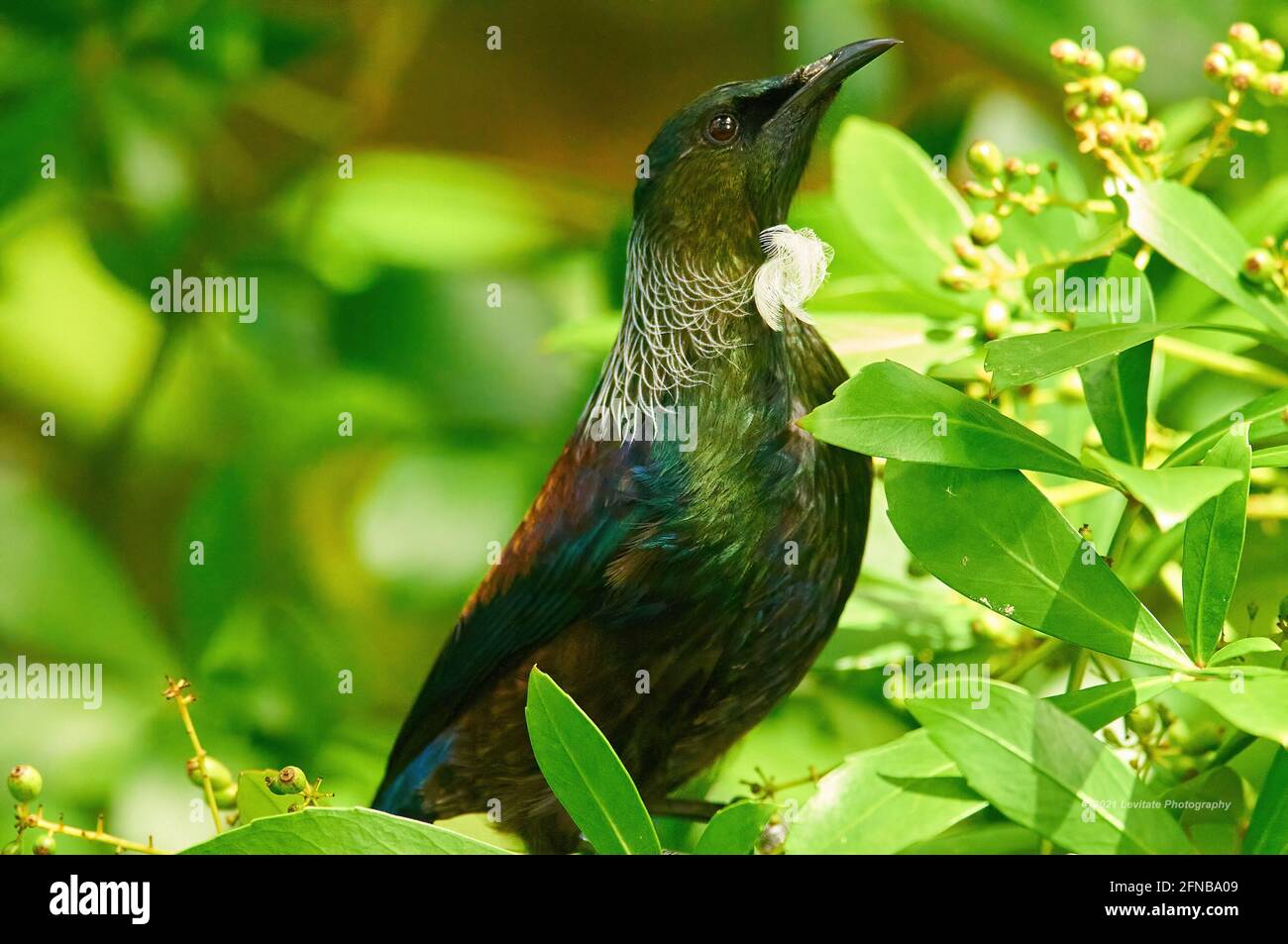 Tui on a branch in a forest setting Stock Photo - Alamy