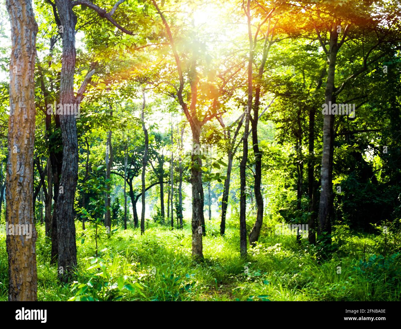 close up forest scape at sunrise day Stock Photo - Alamy