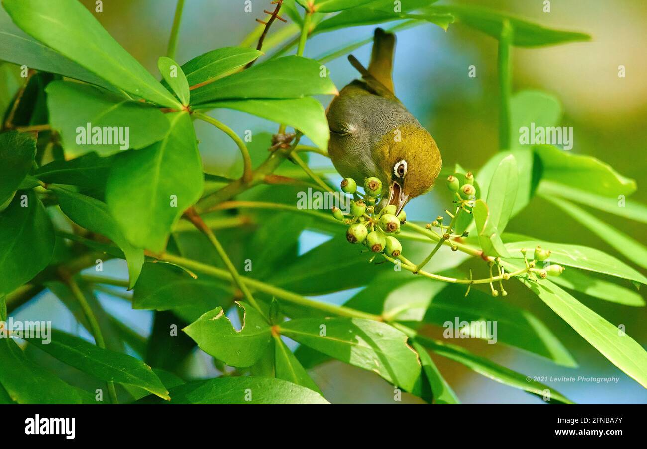 Tauhou hi-res stock photography and images - Alamy