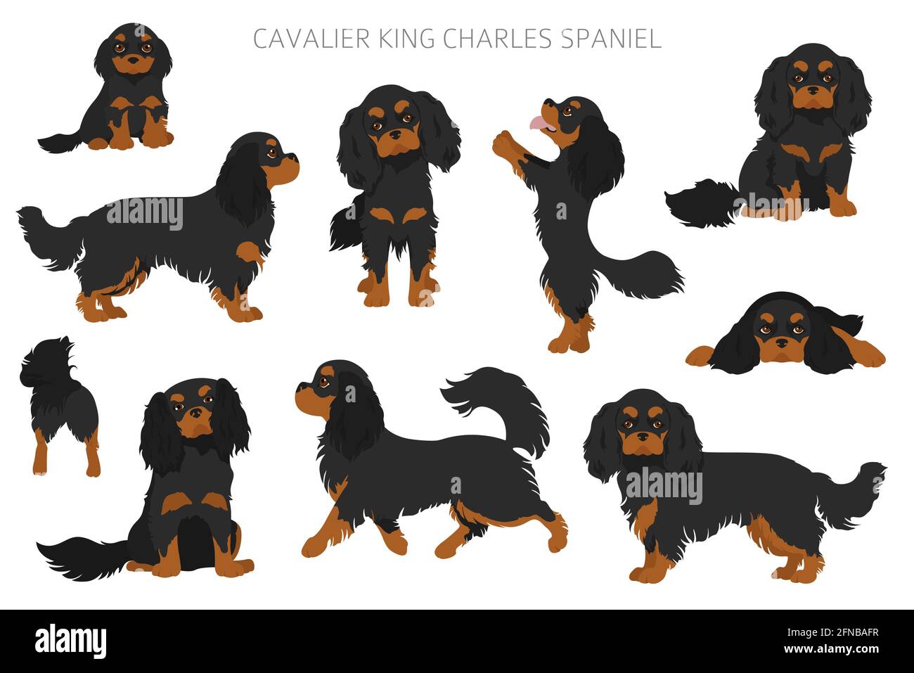 Cavalier King Charles spaniel clipart. Different poses, coat colors set ...