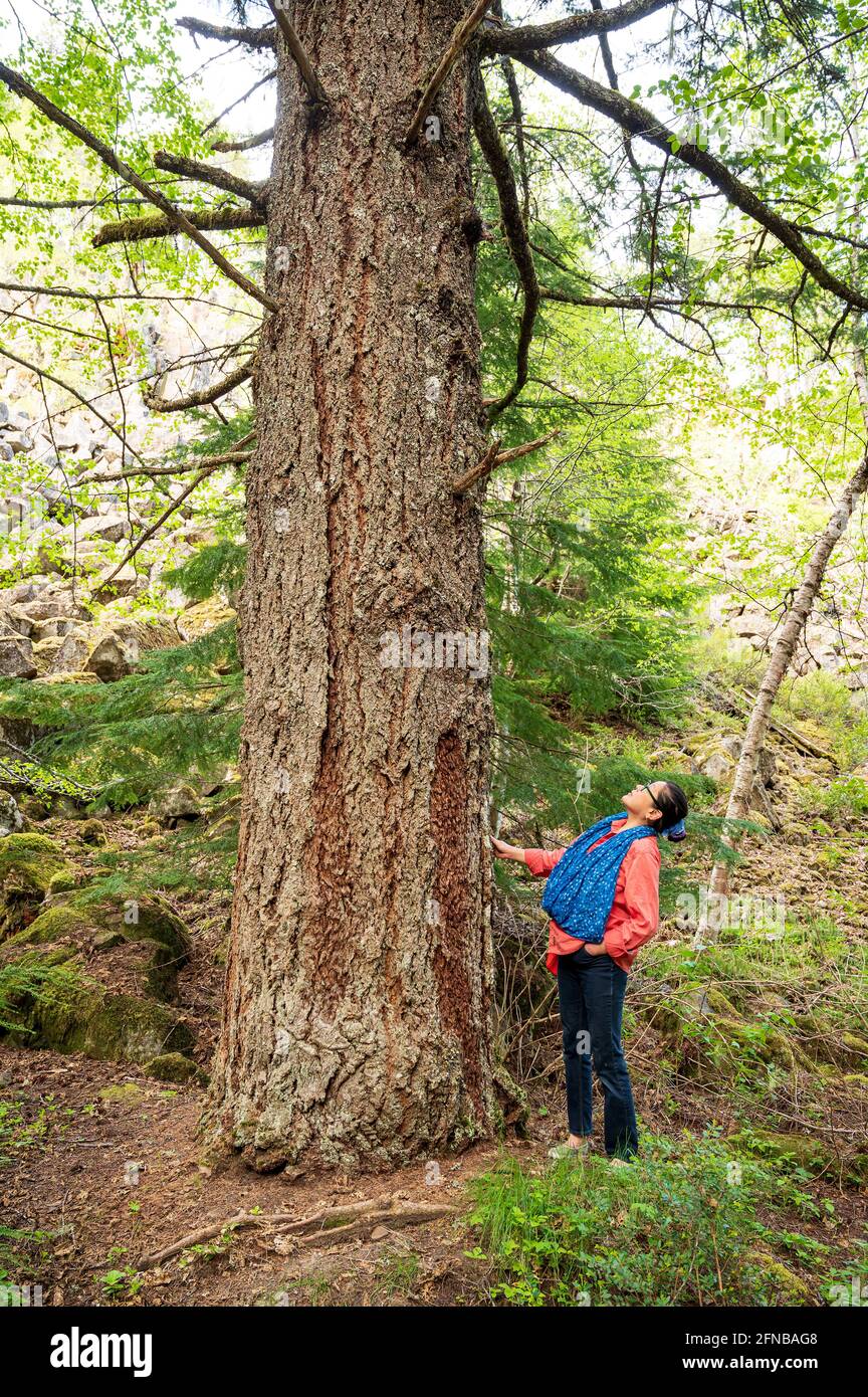 Old growth trees hi-res stock photography and images - Alamy