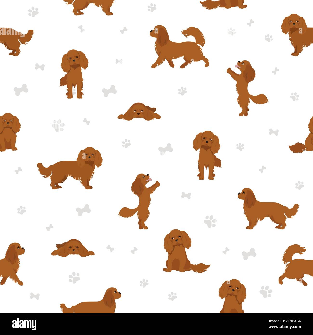 Cavalier King Charles spaniel seamless pattern. Different poses, coat ...