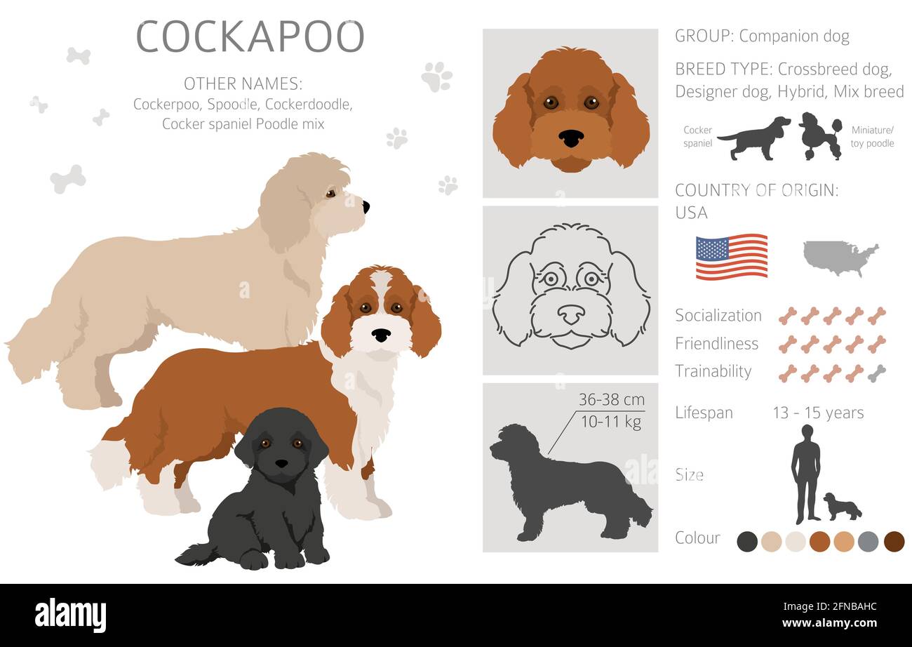 Cockapoo mix breed clipart. Different poses, coat colors set. Vector ...