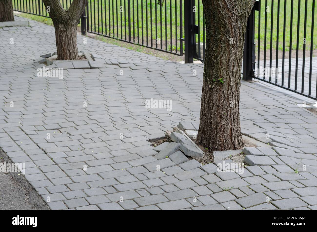 Root of tree growing and damage brick block walkway. Damaged sections ...