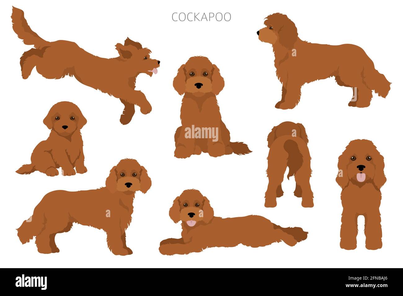 Cockapoo mix breed clipart. Different poses, coat colors set. Vector ...