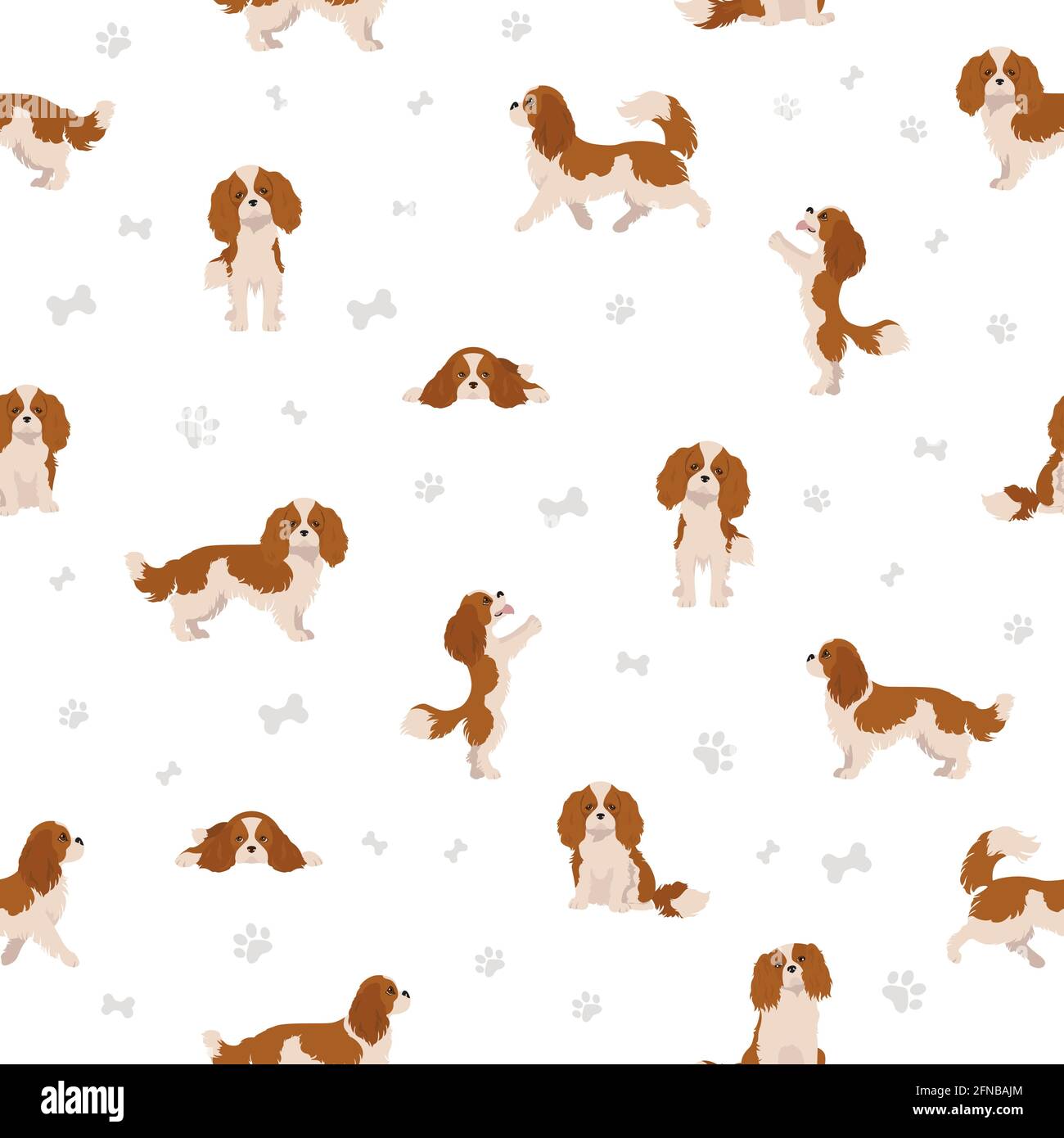 Cavalier King Charles spaniel seamless pattern. Different poses, coat ...