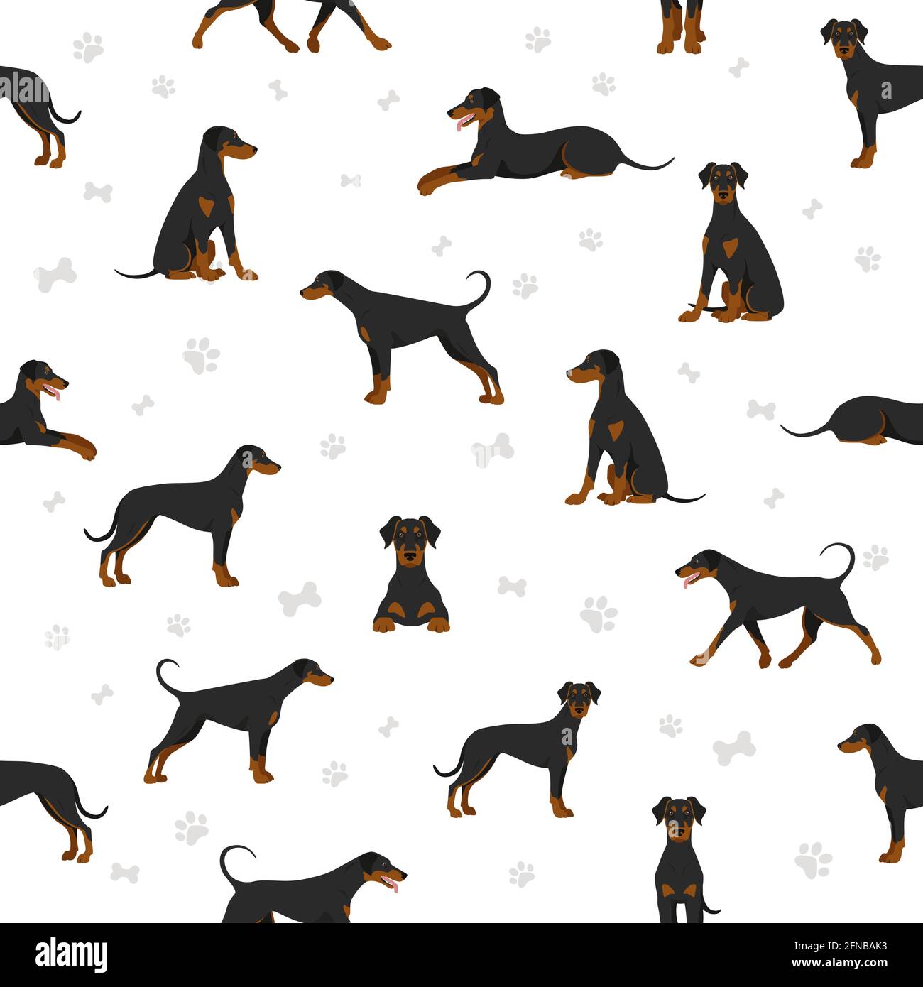 Doberman pinscher dogs seamless pattern. Different poses, coat colors ...
