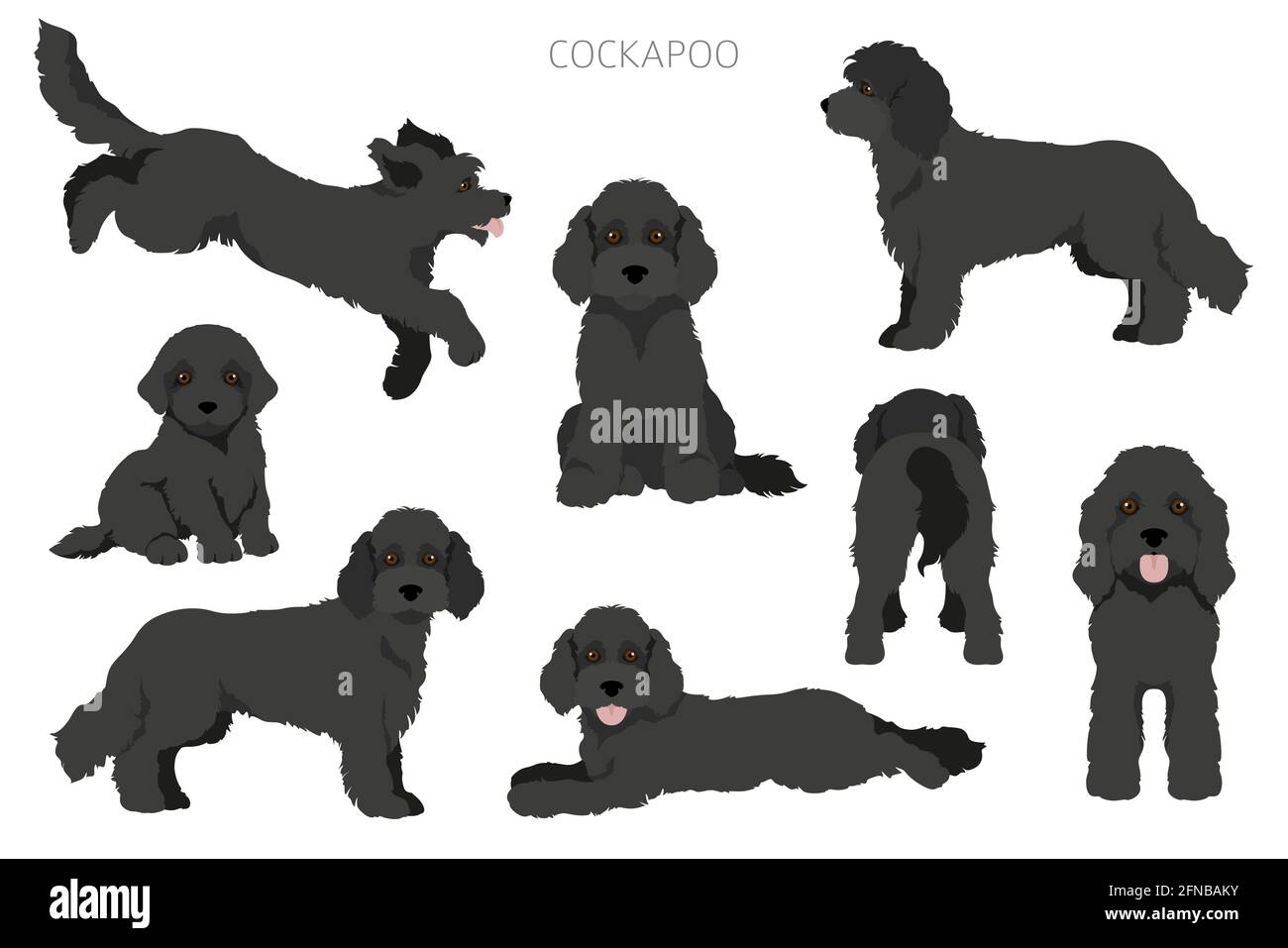 Cockapoo mix breed clipart. Different poses, coat colors set. Vector ...