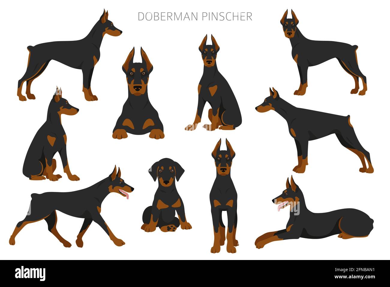 Doberman Color Chart