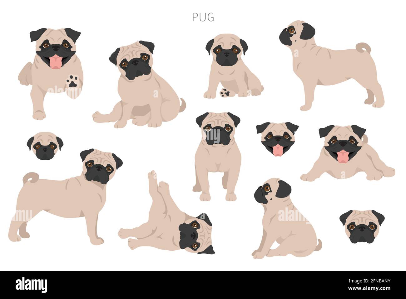 Pug clipart. Different poses, coat colors set. Vector illustration ...