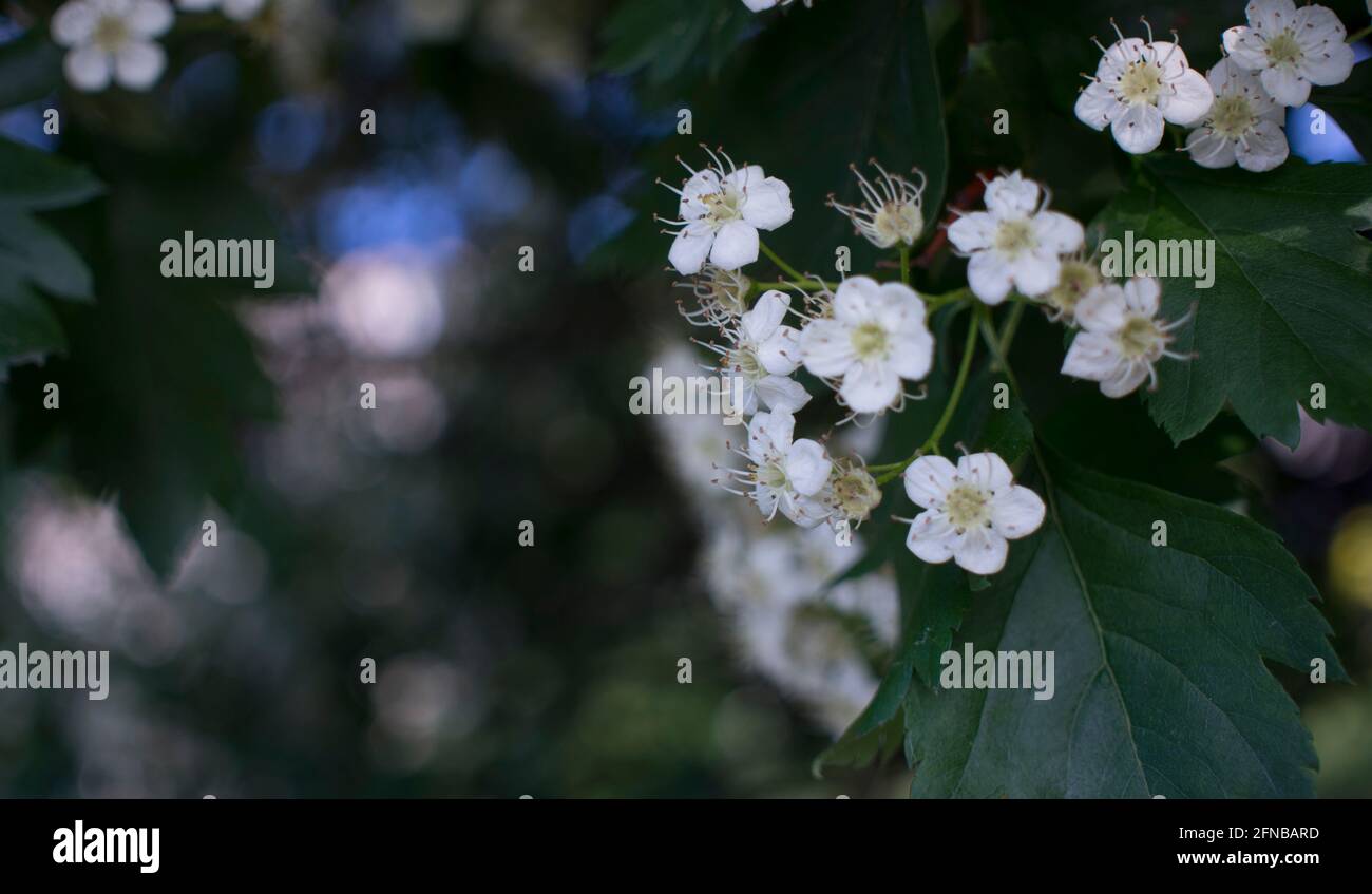 Flowers of hawthorn on a branch with leaves in the rays of the morning ...