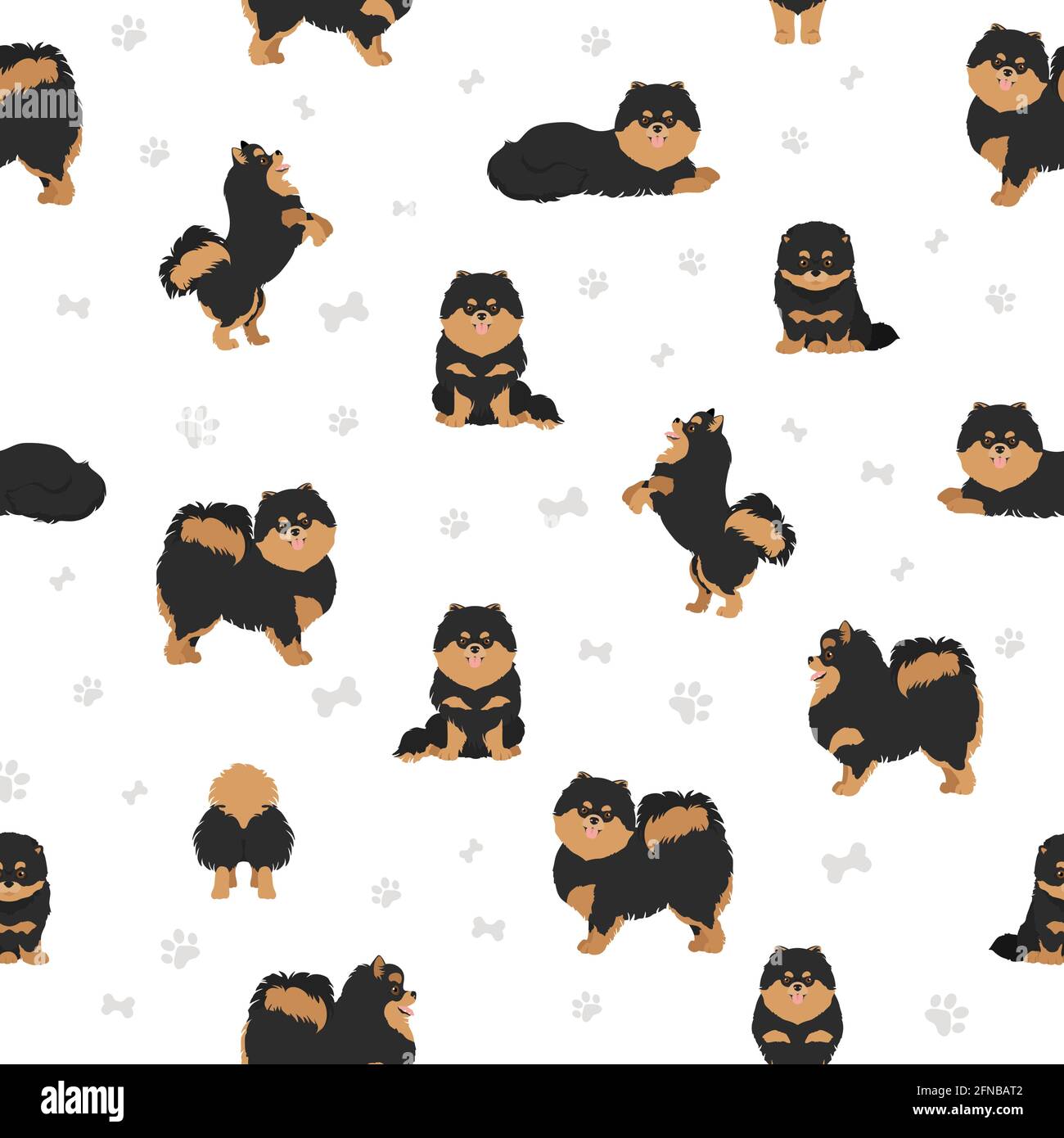Pomeranian German spitz seamless pattern. Different poses, coat colors set. Vector illustration ...