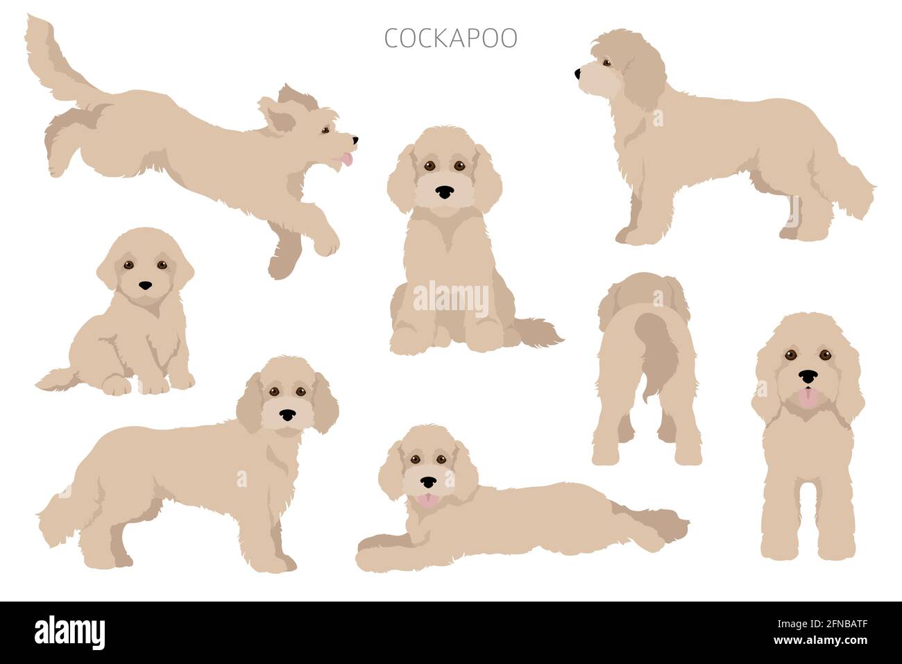 Cockapoo mix breed clipart. Different poses, coat colors set. Vector ...