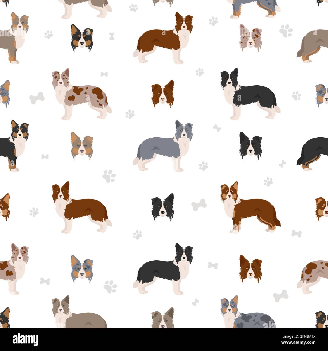 Border collie clipart. Different poses, coat colors set. Vector ...