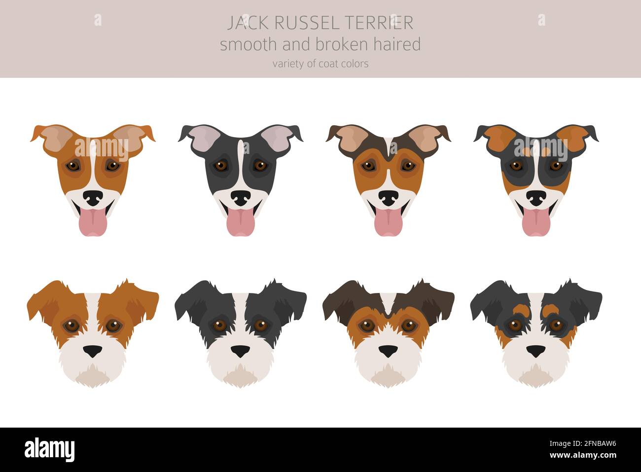 Jack Russell Terrier Different Coats at Melissa Trexler blog
