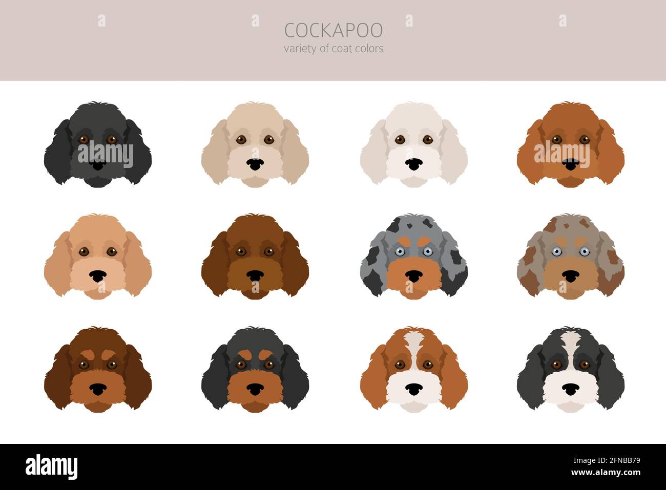 Cockapoo mix breed clipart. Different poses, coat colors set. Vector ...