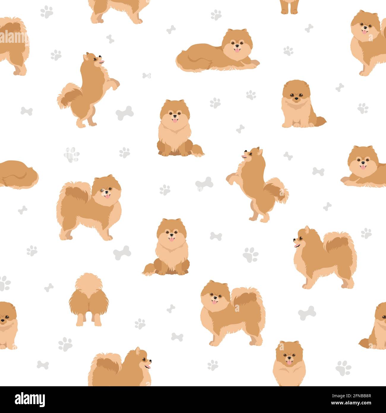 Pomeranian German spitz seamless pattern. Different poses, coat colors set. Vector illustration ...