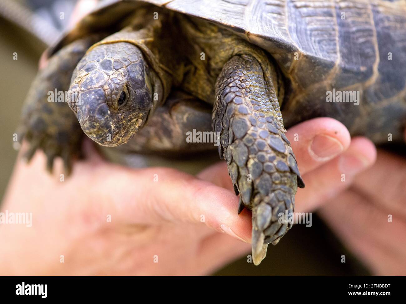 Dog cat rescue centre hi-res stock photography and images - Alamy