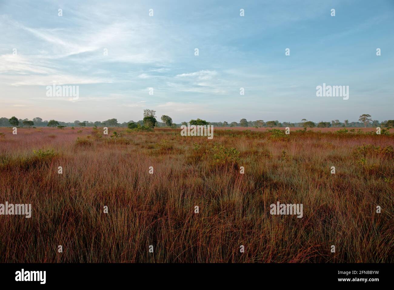 sunny color yellow grassy savanna safari landscape at sunrise wallpaper ...