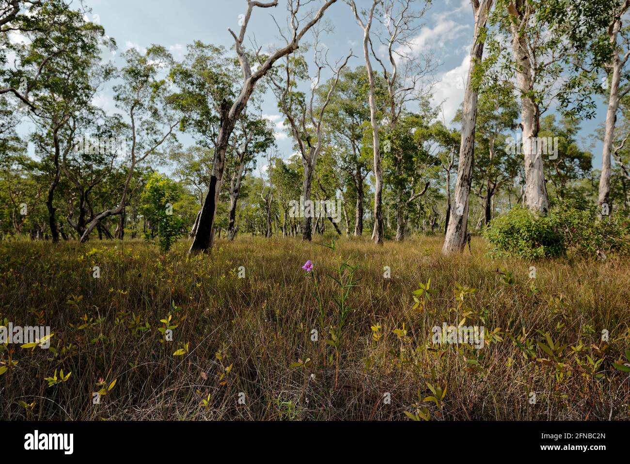Cajuput tree, Paper bark tree, Swamp tea tree forest Stock Photo - Alamy