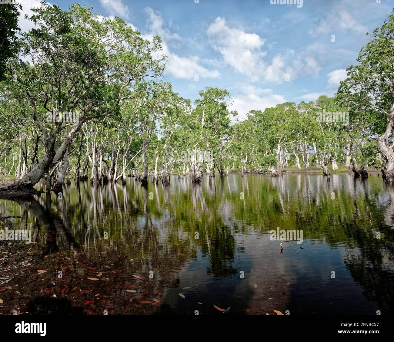 Cajuput trees hi-res stock photography and images - Alamy