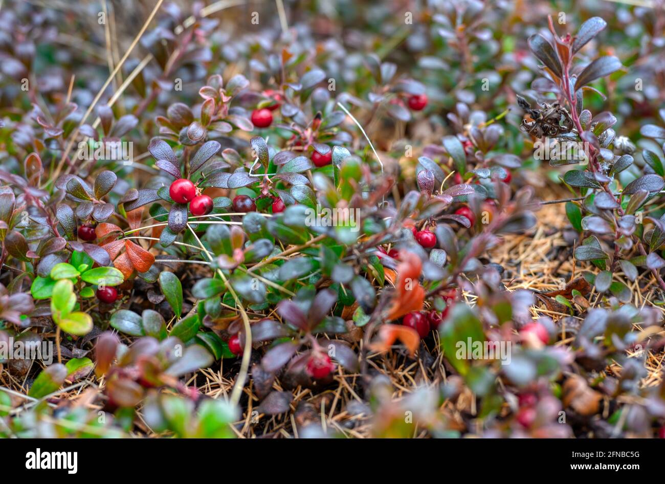 Wild taiga lingonberry. The plant is rich in various vitamins Stock ...