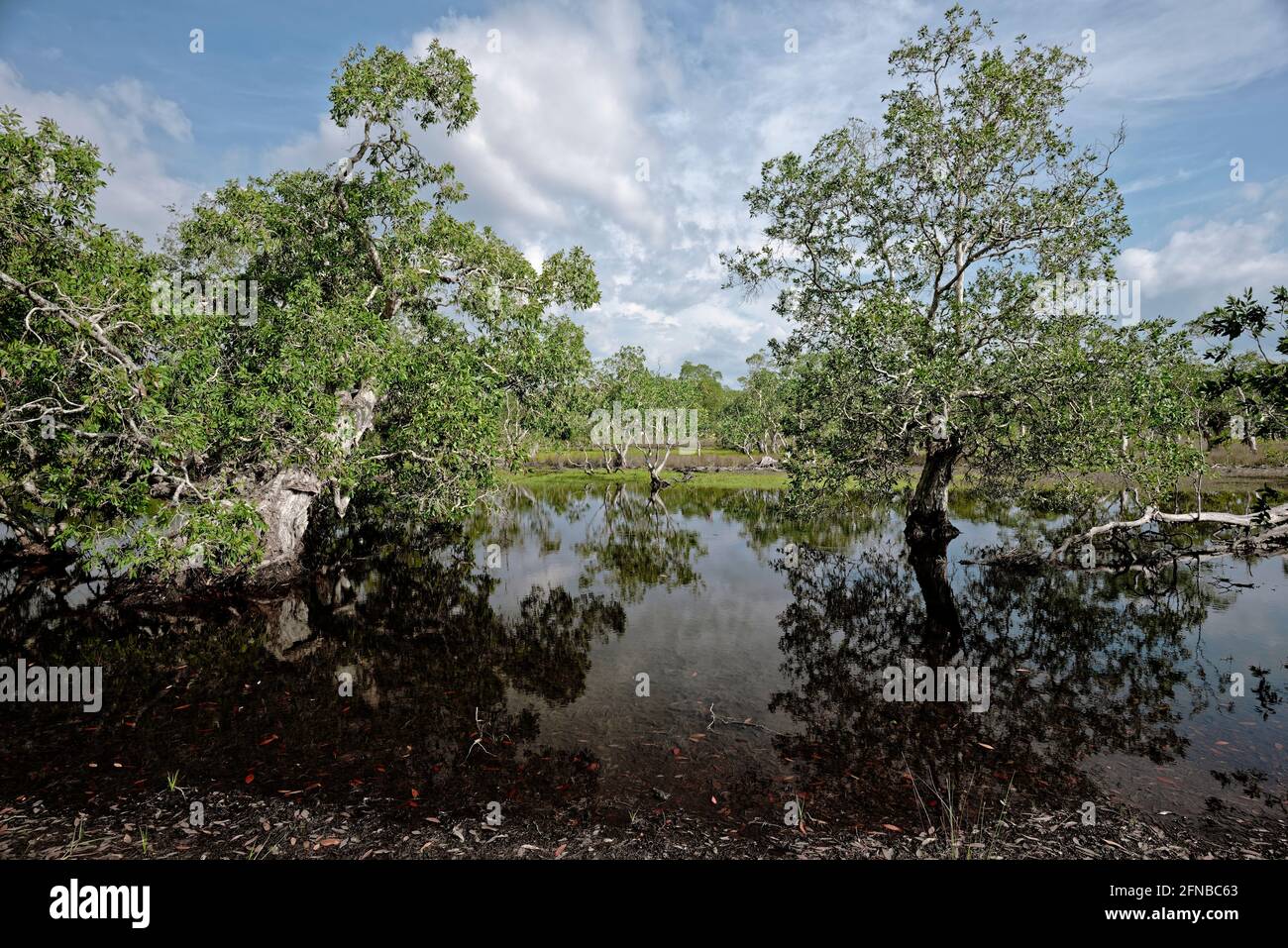 Cajuput tree, Paper bark tree, Swamp tea tree forest Stock Photo - Alamy
