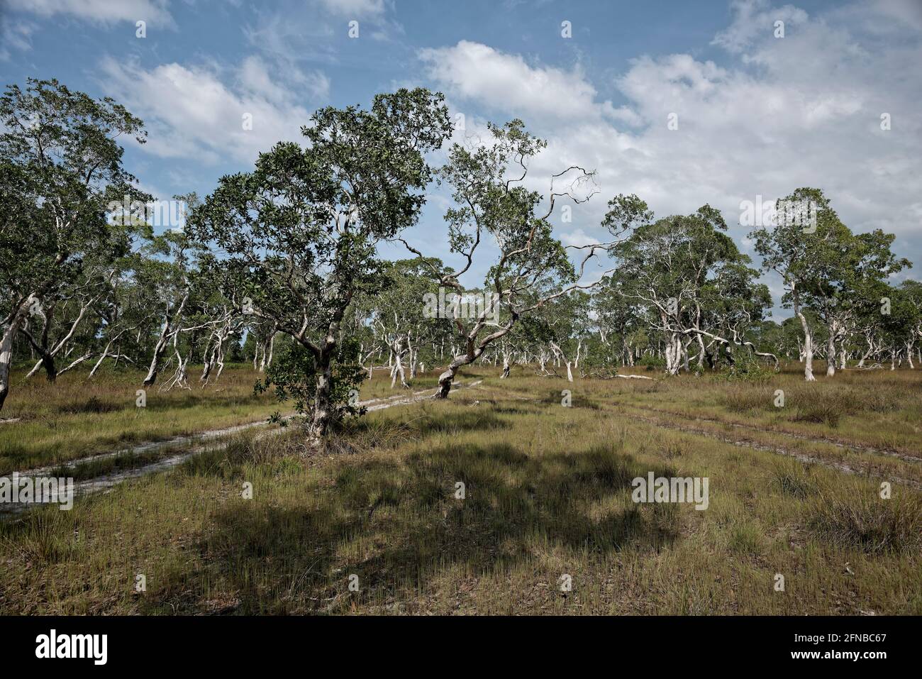 Cajuput tree, Paper bark tree, Swamp tea tree forest Stock Photo - Alamy
