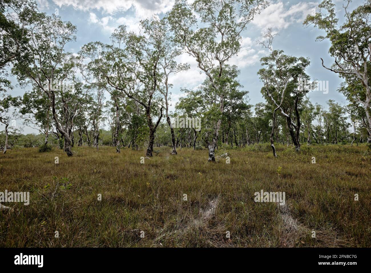 Cajuput tree, Paper bark tree, Swamp tea tree forest Stock Photo - Alamy