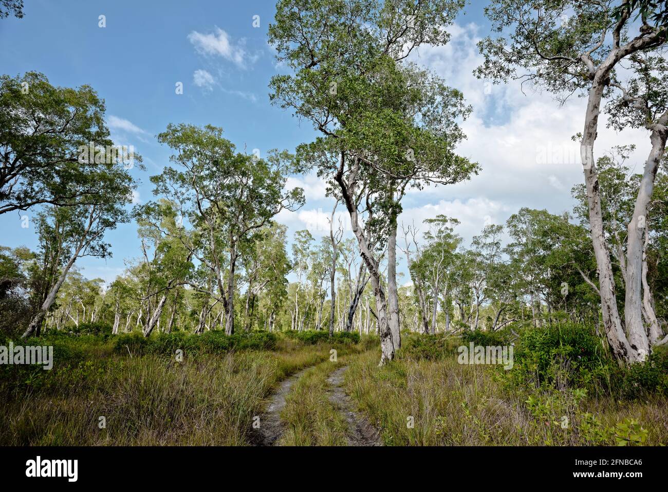 Cajuput tree, Paper bark tree, Swamp tea tree forest Stock Photo - Alamy