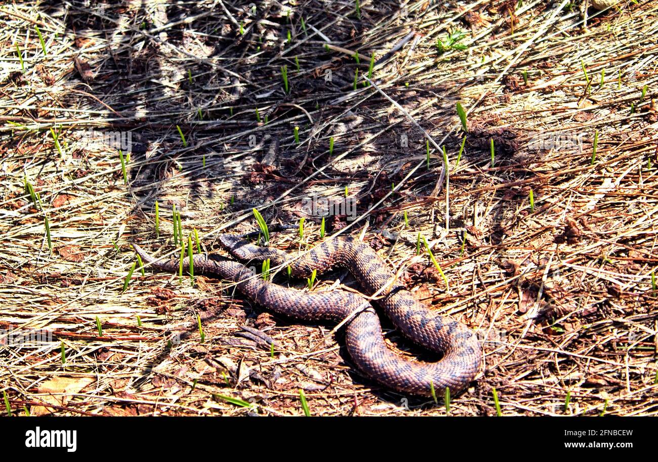 Dead snake head hi-res stock photography and images - Alamy