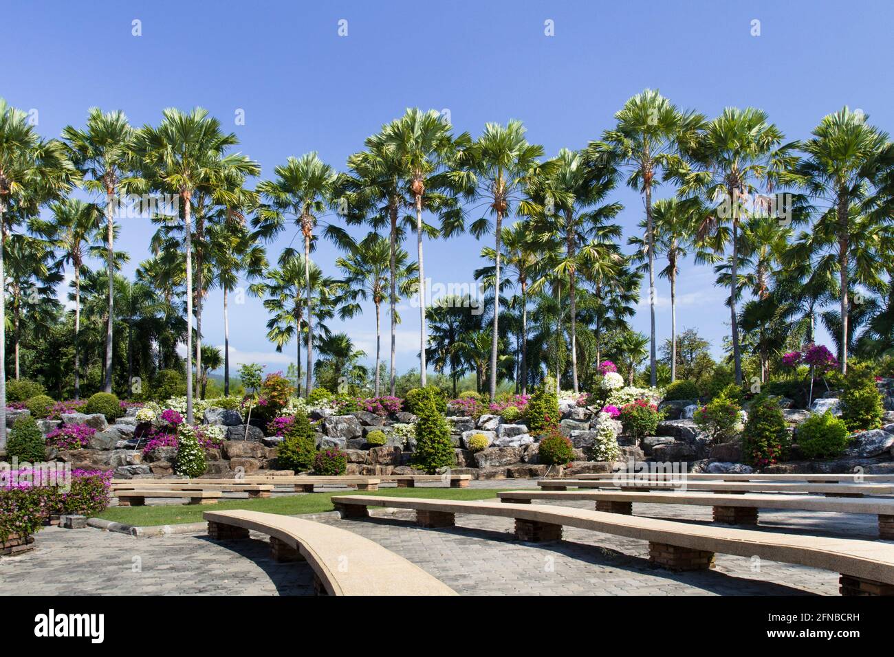 Java palm or Livistona rotundifolia in botanic garden Stock Photo - Alamy